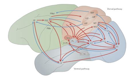 cognitive penetration and top down modulation in visual perception