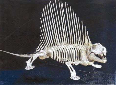 Dimetrodon Skeleton