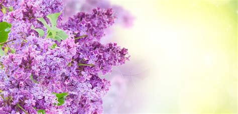 녹색 정원 Bokeh 배경 사진에 보라색 라일락 꽃 사진 무료 다운로드 Lovepik