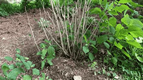 All About Gardening Planting 101