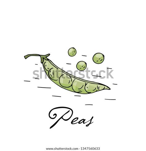 Poster Hand Drawn Peans Isolate On Stock Vector Royalty Free