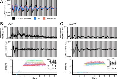 Real Time In Vivo Measurement Of Neuronal And Peripheral Clocks In