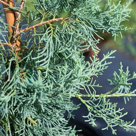 Hetz Juniper For Sale The Tree Center