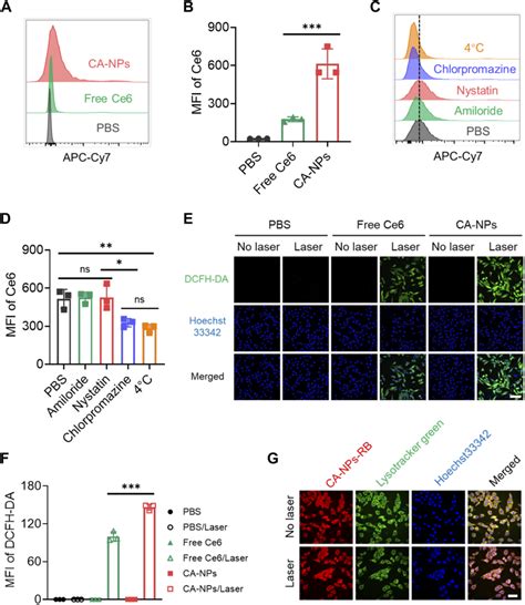 Cellular Uptake Endocytic Pathway And Subcellular Translocation Of