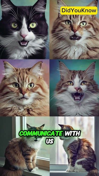 Did You Know Cats Can Make Over 100 Different Meowing Sounds