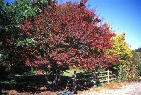 10 Native Trees And Shrubs For Landscaping In The Midwest Openlands