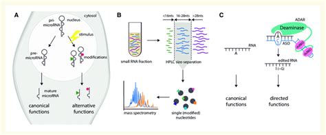 Schematic Overview Of Two Novel Epitranscriptome Tools A Rnas Download Scientific Diagram