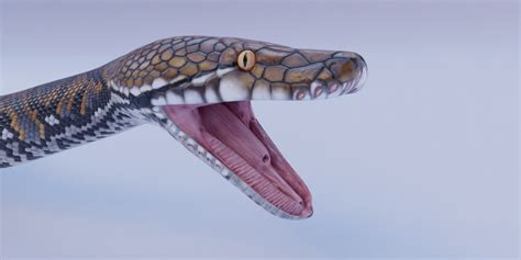 Reticulated Python Animated Superhive Formerly Blender Market