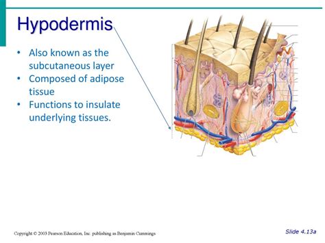 Chapter 4 Skin And Body Membranes Ppt Download