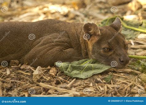 The Fossa Cryptoprocta Ferox Stock Image Image Of Brown Rare 206008127