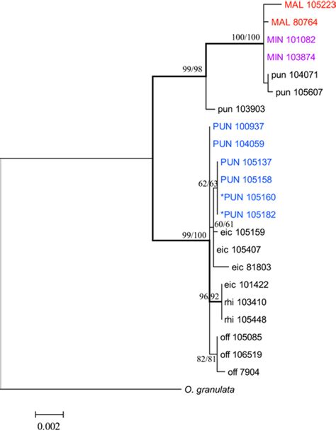ml tree based on the concatenated chloroplast sequences numbers
