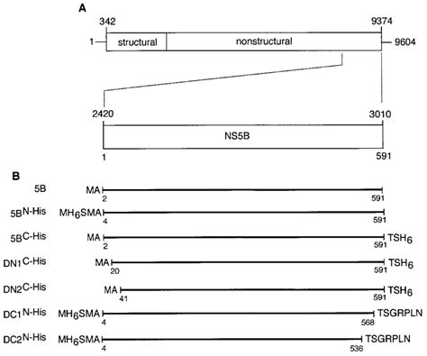 Hcv Genome Structure And Expression Constructs A A Schematic