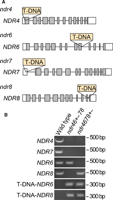 T‐dna Insertion Lines For Ndr4 Ndr6 Ndr7 And Ndr8 A T‐dna
