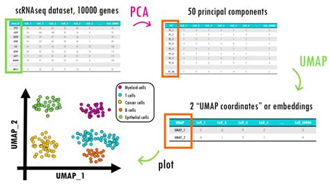 Pca Vs Umap Vs T Sne
