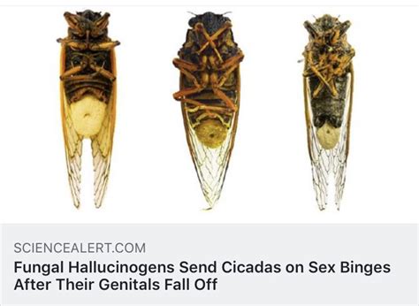 Fungus Causes Sex Cravings In Cicadas While It Eats Away At Their Genitals R Natureismetal