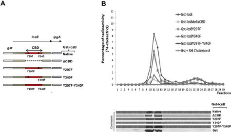 Mutational And Functional Analysis Of The Cholesterol Binding Domain Download Scientific