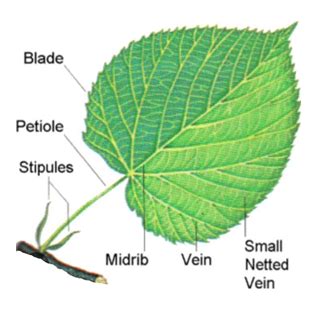 Draw A Labelled Diagram Of A Simple Leaf Filo