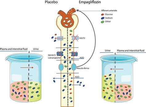 Publication Effects Of Empagliflozin On Renal Sodium And Glucose Handling In Patients With