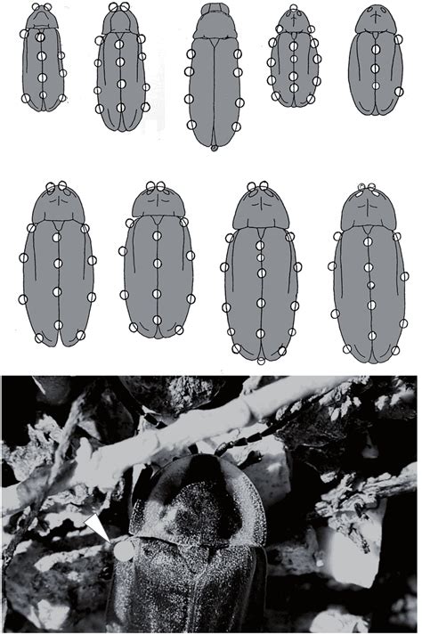 Reflex Bleeding In Fireflies 1 9 Distribution Points Of Reflex Download Scientific Diagram