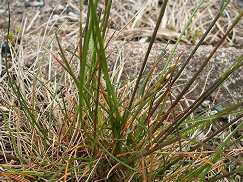 Red Fescue Naturespot