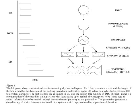 Suprachiasmatic Nucleus Research Paper Iresearchnet