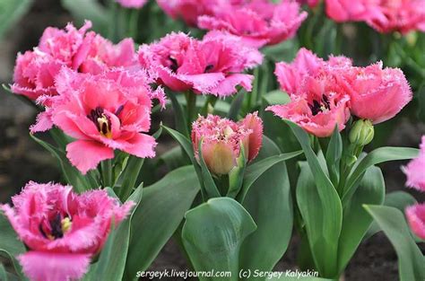 Карликовые тюльпаны | Flowers, Plants, Rose
