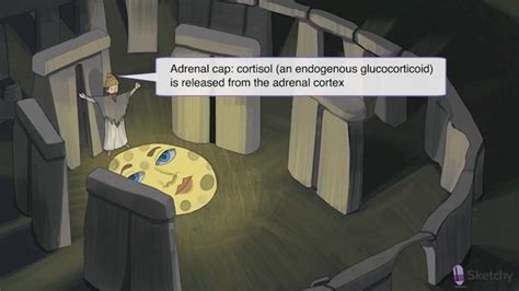 Glucocorticoids Free Sketchy Medical Lesson