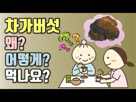 차가버섯효능 7가지와 먹는법 부작용 알고 먹읍시다