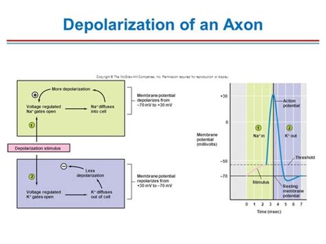 Neuronal Membrane Potential Flashcards Quizlet