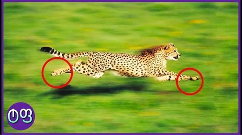 ყველაზე სწრაფი ცხოველები მსოფლიოში ★ ტოპ ფაქტები ★ Youtube