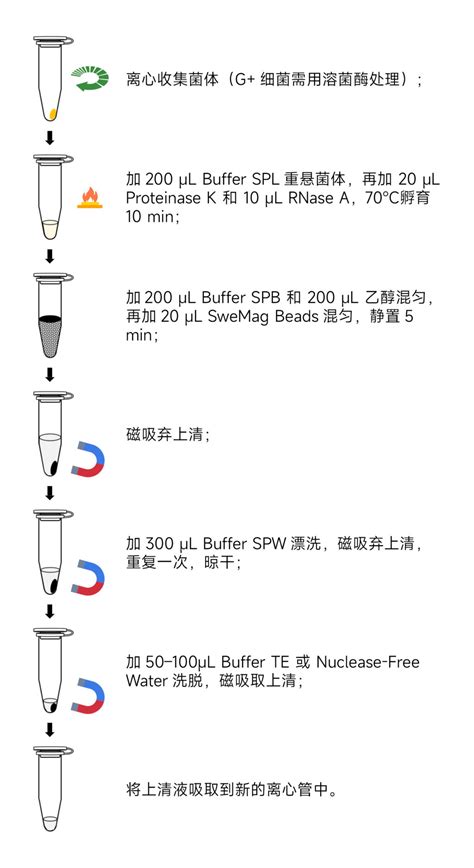21 Magnetic Bead Based Bacterial Genomic Dna Extraction Kit Vyanabiotech