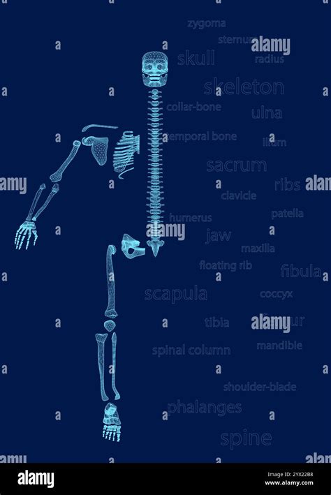 Appendicular Skeleton With Human Body Skeletal System Parts Outline Diagram Blue Background
