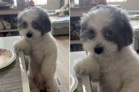 달걀이랑 베이컨 보더니 한입 먹고 싶은지 집사 ‘힐끔 눈치보는 강아지