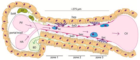 Liver Sinusoids Immunological Functions Of Liver Sinusoidal
