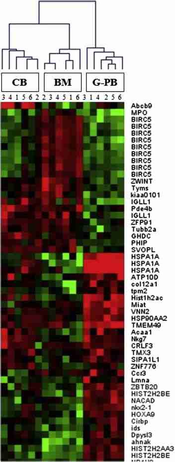 gene expression by hpc source unsupervised hierarchical cluster