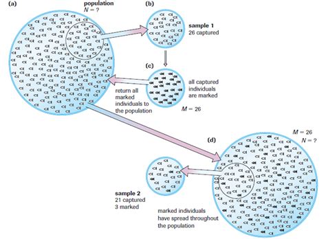 Population Density Distribution And Patterns Of Survivorship SBI U RESOURCE WEBSITE