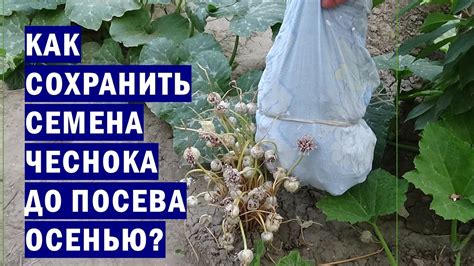 Как хранить семена чеснока до момента посева осенью? - YouTube