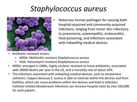 Ppt Inhibition Of Staphylococcus Aureus Biofilm Formation Using Aip