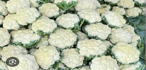 တောင်ကြီးလယ်ယာစိုက်ပျိုးသီးနှံများမှ “ရာသီစာပန်းမုန်လာစိမ်း ဈေးကွက်တွင်းမှာ ကြွယ်ဝစွာ” Consumer