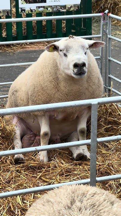 Баран осеменитель племенные овцы бараны Youtube