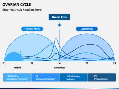 Ovarian Cycle PowerPoint And Google Slides Template PPT Slides