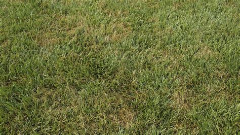 Pythium Blight In Turf NC State Extension Publications