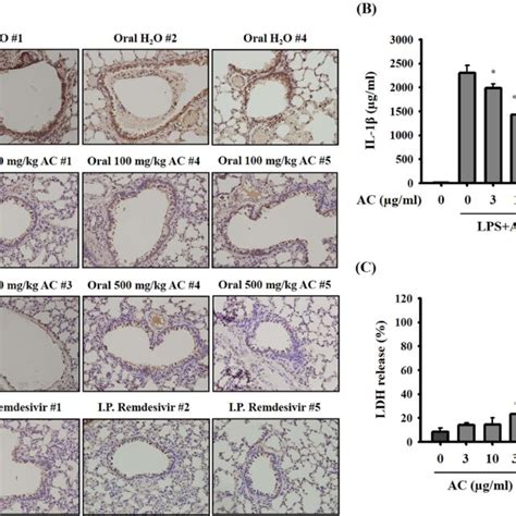 Effect Of Ac On Il 1β Expression In Vivo And In Vitro A Ihc Staining