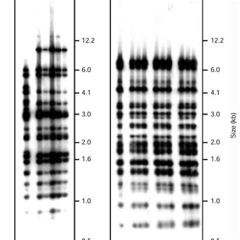Analysis Of Yacbac End Sequences Download Table