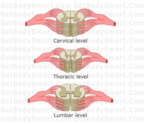 Spinal Cord Anatomy Spinal Cord Functions Physiology Quizzes AndTutorials Spinal Cord