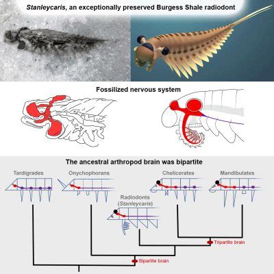 Astonishing 500 Million Year Old Fossilized Brains Prompt A Rethink Of The Evolution Of