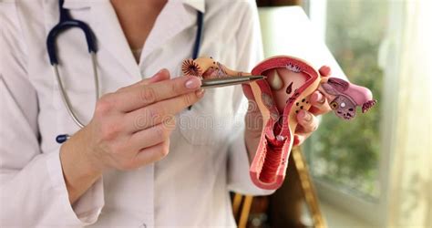 Ginec Logo Muestra La Estructura Del Tero En El Modelo Del Tero Metrajes V Deo De Mujer