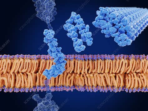Amyloid Beta Peptide Illustration Stock Image F0375157 Science