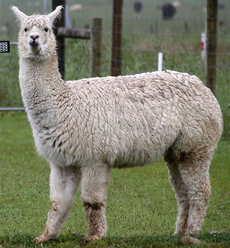 managing database connections in fastapi best practices endatec soluciones