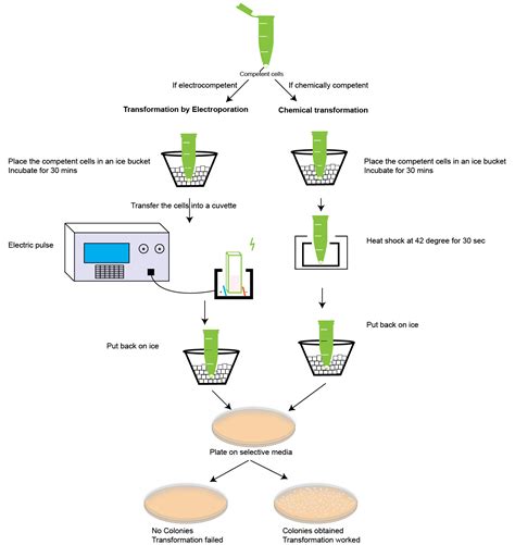 Bacterial Transformation Deep Dive What It Is Its Importance And Workflow Goldbio